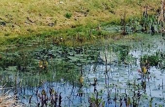 The role of wetlands in sustainable drainage systems | Wavin UK Blog