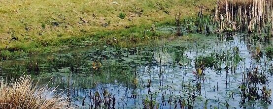 The role of wetlands in sustainable drainage systems | Wavin UK Blog