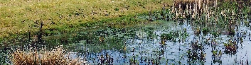 The role of wetlands in sustainable drainage systems | Wavin UK Blog